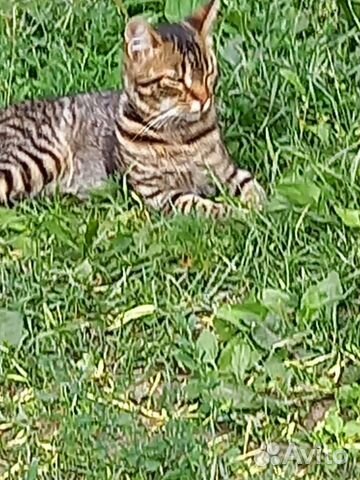 Котик в добрые руки