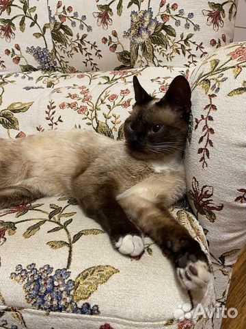 Котенок в добрые руки, приученный к лотку