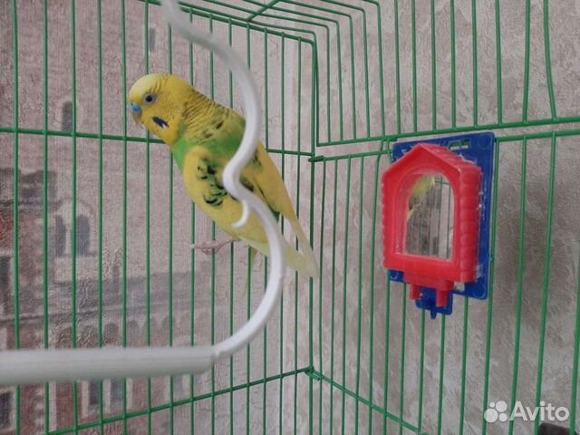Волнистый попугай с клеткой в добрые руки