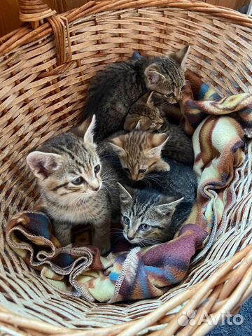 Котята в добрые руки