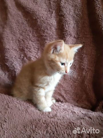 Рыжий котенок-симпатяга в добрый руки