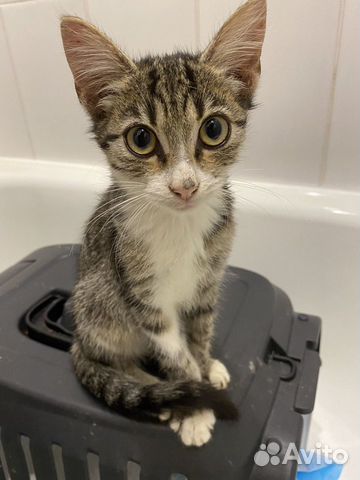 Котенок Бусинка Ласковая девочка