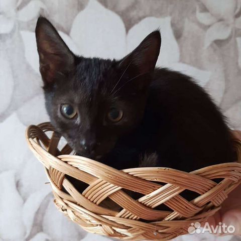 Котята в добрые руки бесплатно