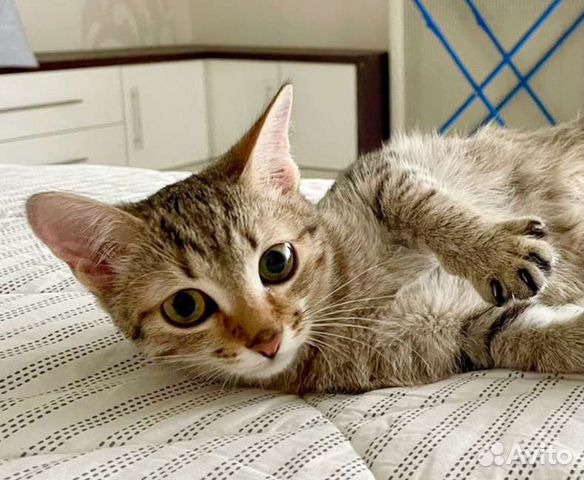 Котенок по имени Карамелька., 5 мемяцев