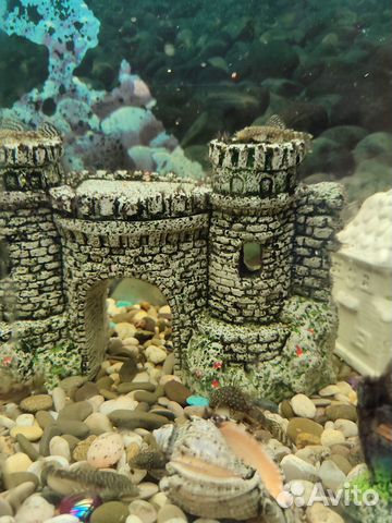 Отдаю сомов Анциструс