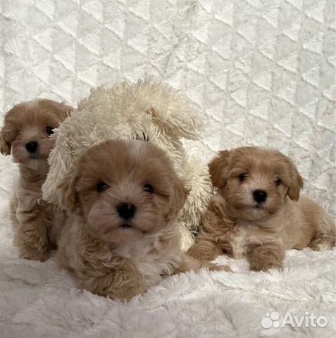 Мальтипу кремовая