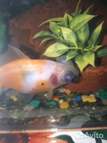 Рыбка телескоп