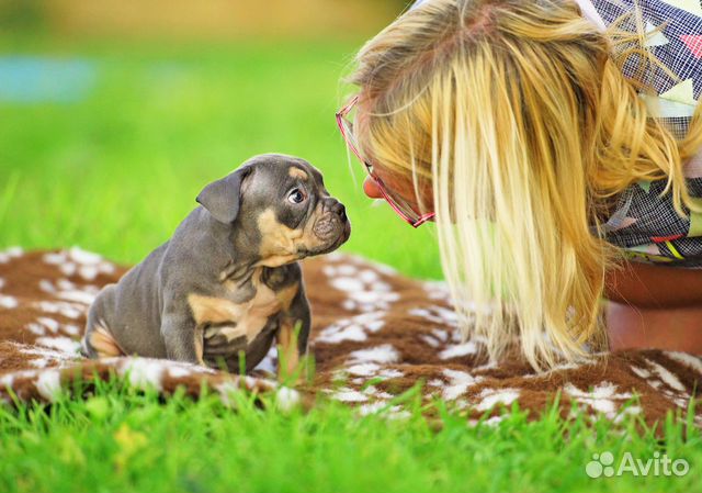 Американский Булли щенок 2 месяца голубой триколор