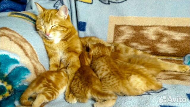 Котята