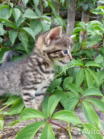 Котенок серый мальчик