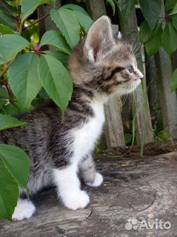 Котенок серый девочка