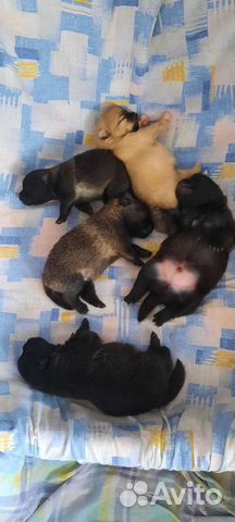 Щенки немецкого шпица