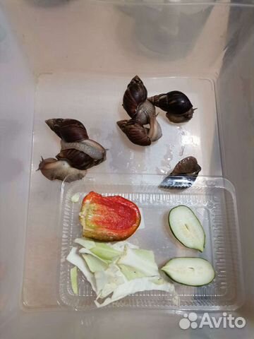 Улитки Ахатины