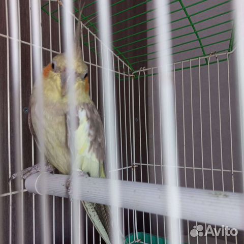 Домашние животные попугай