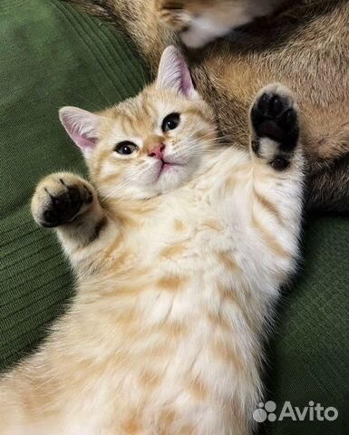 Шотландские котята