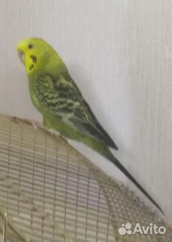 Волнистый попугай самка (серо-зеленая)