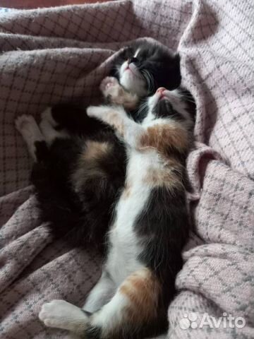 Котятки девчушки