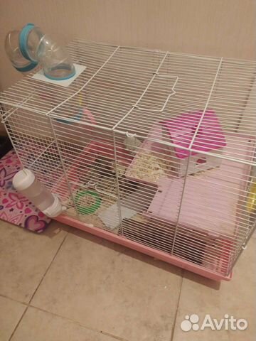 Мыши декоративные