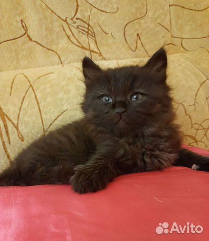 Котенок мальчик около 2 х мес