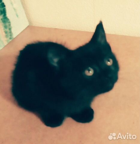 Черный котенок девочка