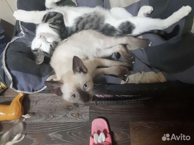 Кошка в дар