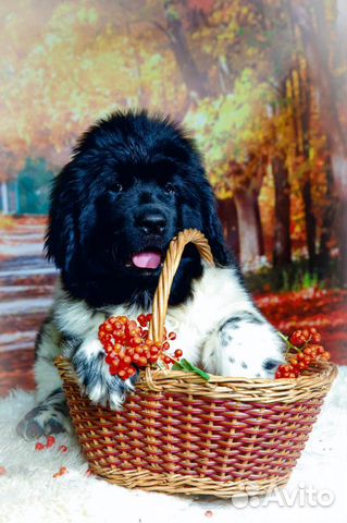 Ньюфаундленд