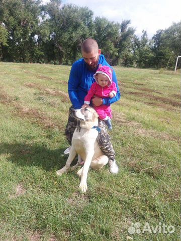 Щенки алабая