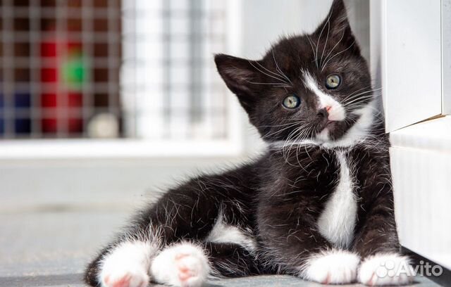 Маркизики в добрые руки