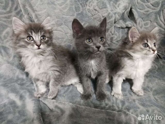 Котята