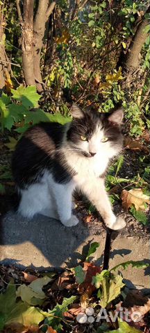 Кошка маркиз ищет дом