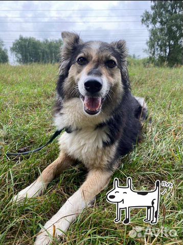 Моника красивая собака из приюта ищет дом