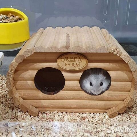 Джунгарский хомяк с клеткой