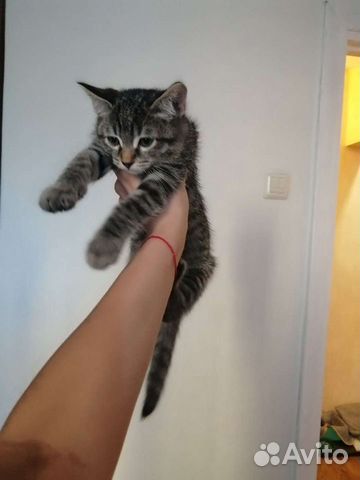 Милашка котёнок
