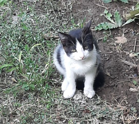 Кошка с котенком в добрые пуки