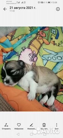 Болонка-кобель