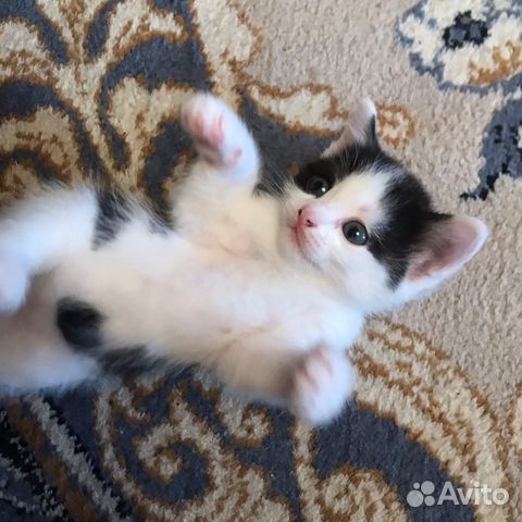 Котёнок полубританец