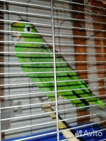 Попугай амазон мальчик 4 года