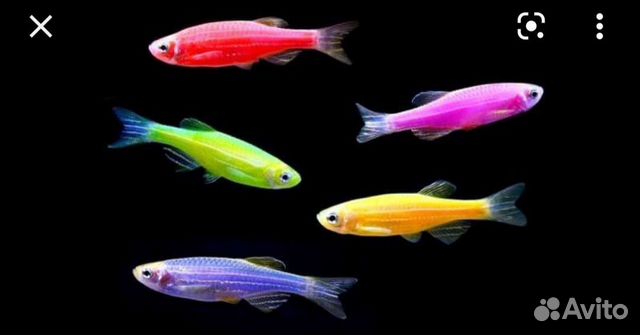 Продам аквариумных рыбок Данио и Тернеции