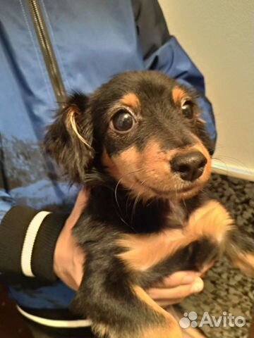 Той-терьер русский длинношерстный