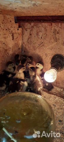 Утята недельные