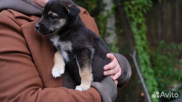 Восточноевропейская овчарка