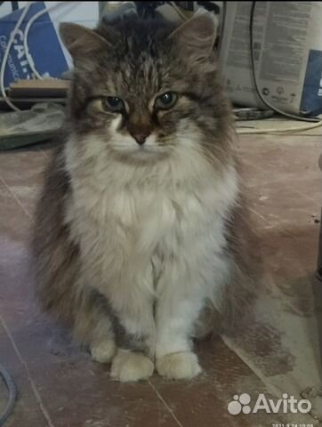 Сибирячка Матильда