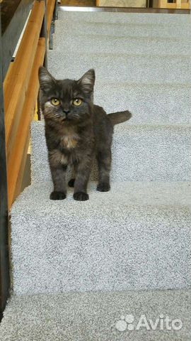 Британский котенок