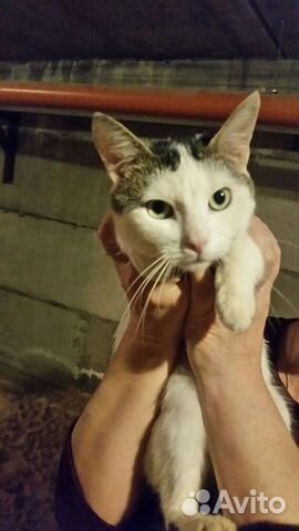 Котенок подросток окрас сердечко