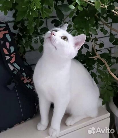 Кошки Айюна и Симона ищут хозяев. В хорошие руки