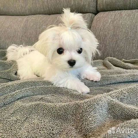 Куколка
