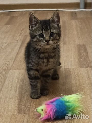 Котенок