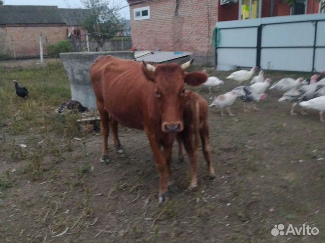Телка и бычок