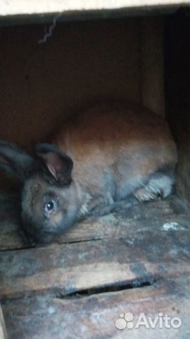 Крольчихи великаны французский баран