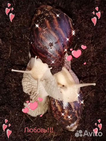 Улитка Иммакулята Ламаркиана